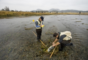 State of Salmon – in California